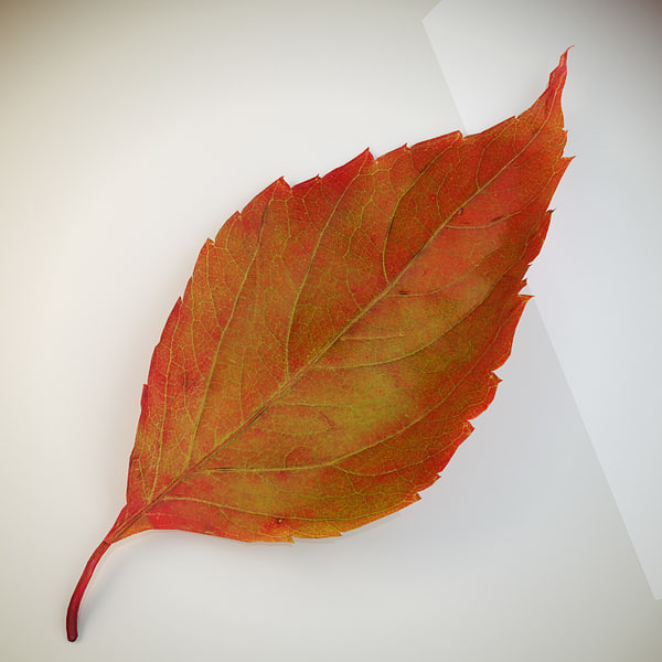 leaf opacity 3d max