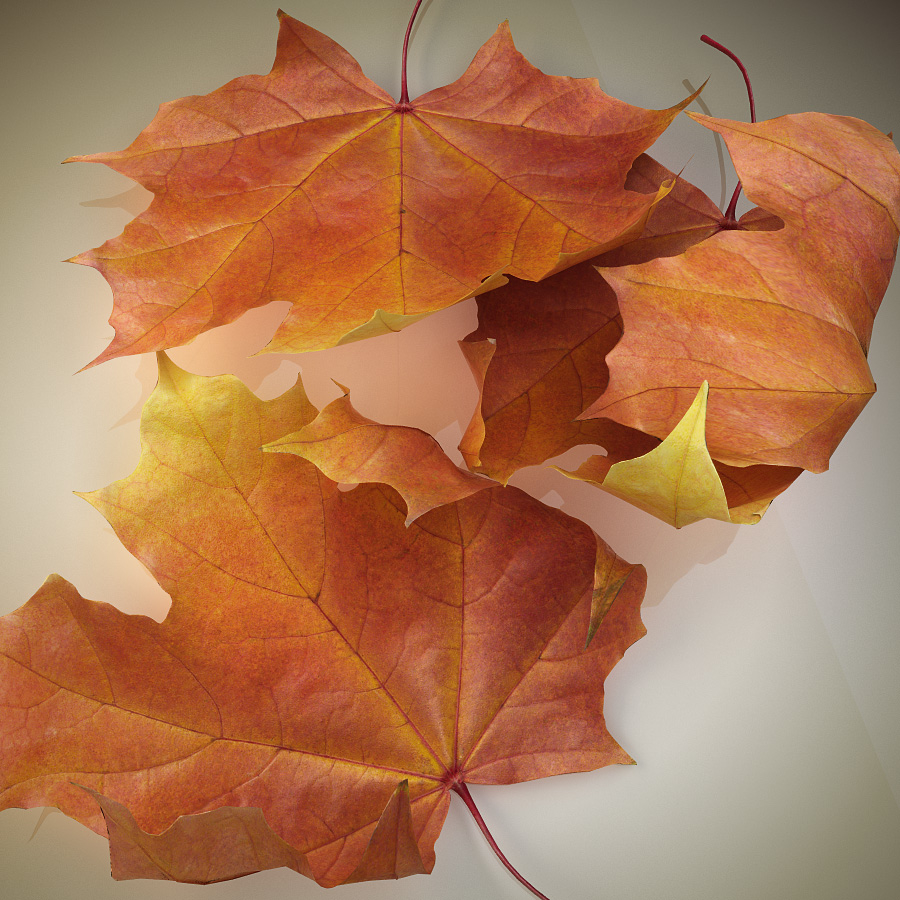 realistic autumn leaf max