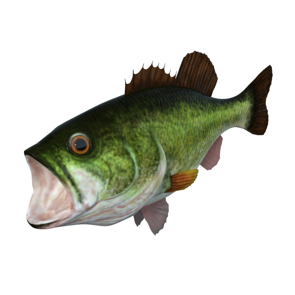 largemouth bass fish 3d model