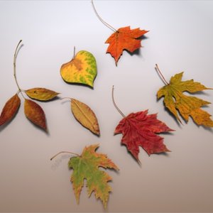 Free 3D Leaf Models | TurboSquid