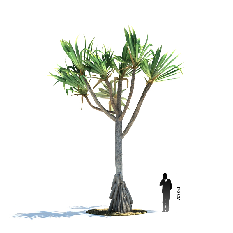 3d exotic tree pandanus utilis model