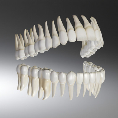 3d human teeth model