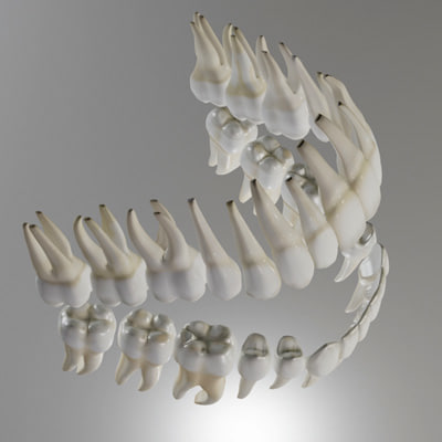 3d human teeth model