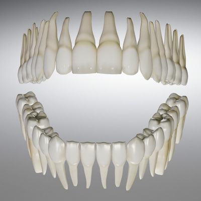 3d human teeth model
