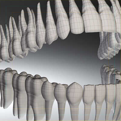 3d human teeth model