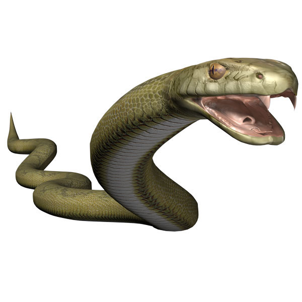 anacondas snakes 3d model