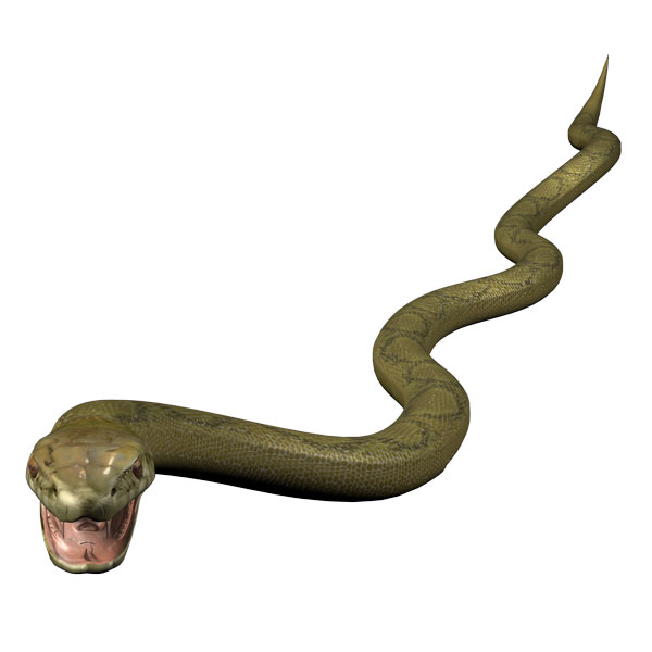 anacondas snakes 3d model
