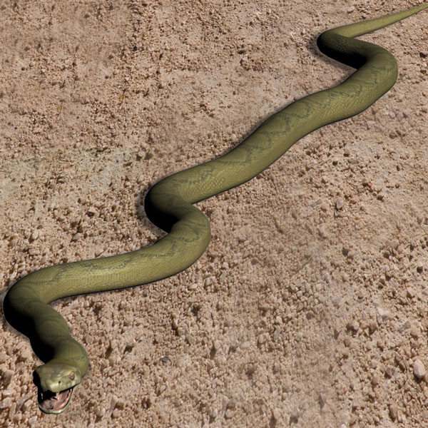 anacondas snakes 3d model