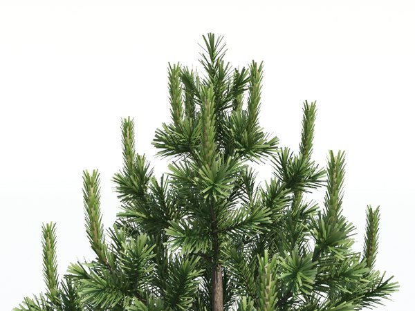 pine small 3d max