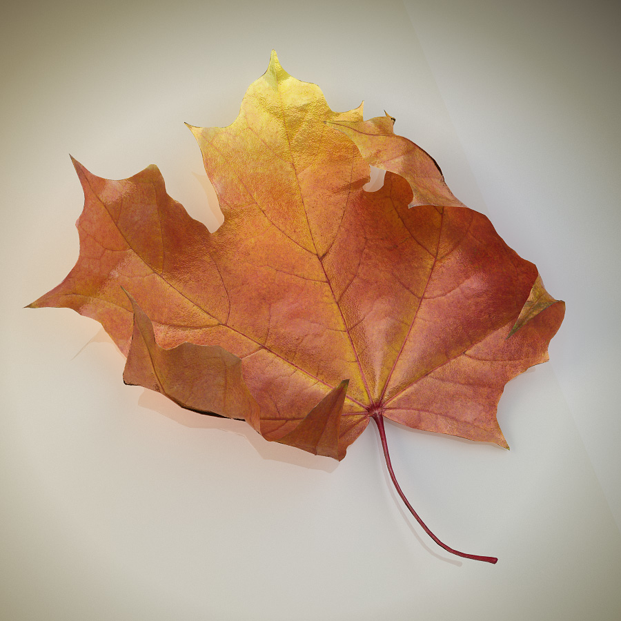 3d model realistic autumn leaves leaf