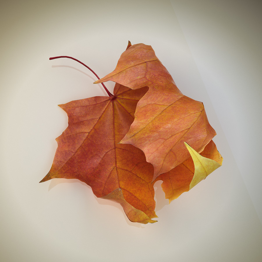 3d model realistic autumn leaves leaf