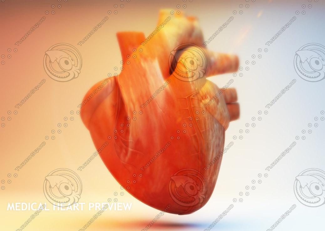 heart anatomy 3d model