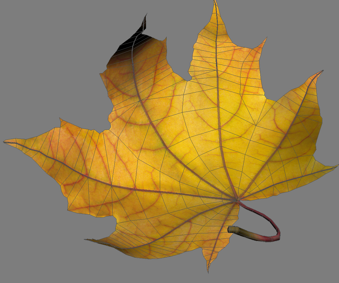 3d model realistic autumn leaves leaf