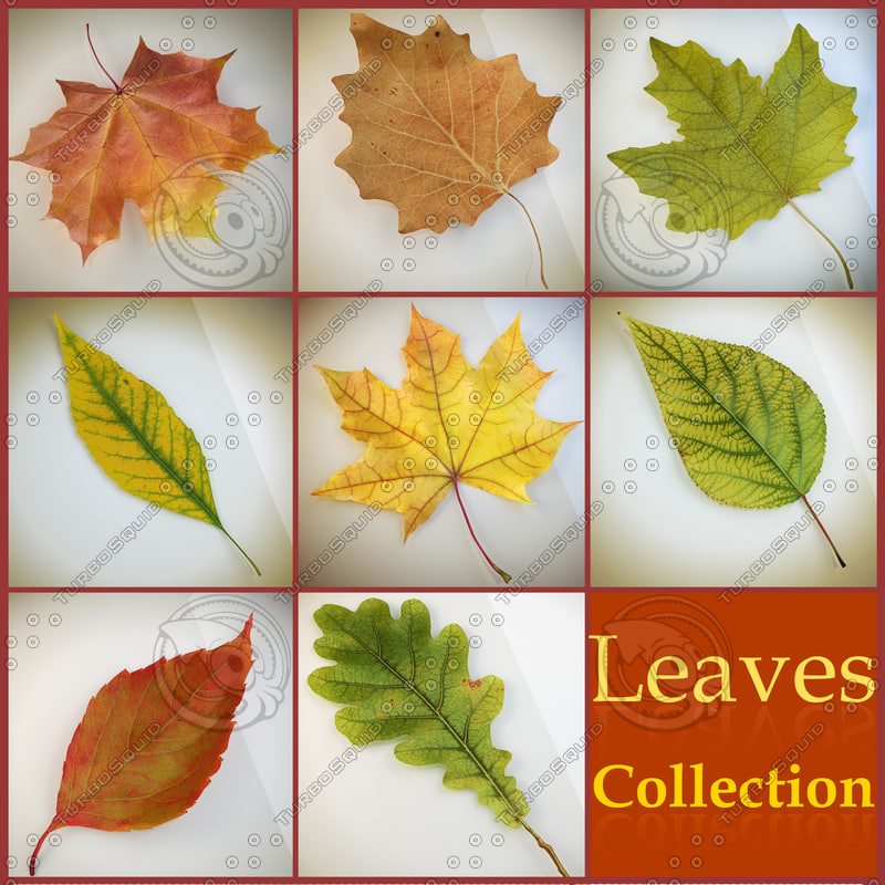 3d model realistic autumn leaves leaf