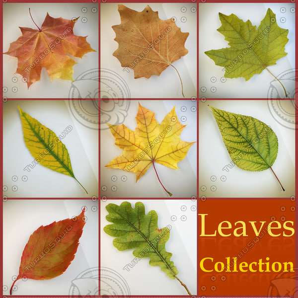Free Leaf 3D Models for Download | TurboSquid