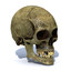 skull pack 3d model