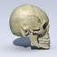 skull pack 3d model