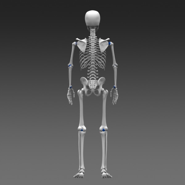 3d model poseable human skeleton cad