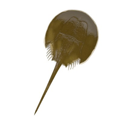 3ds limulus moluccanus