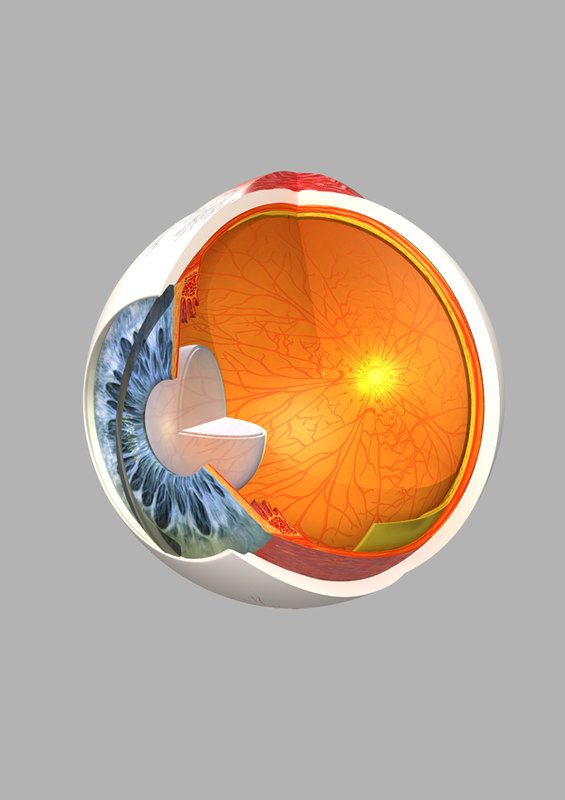 obj human eye section