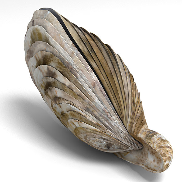 oyster seashell max