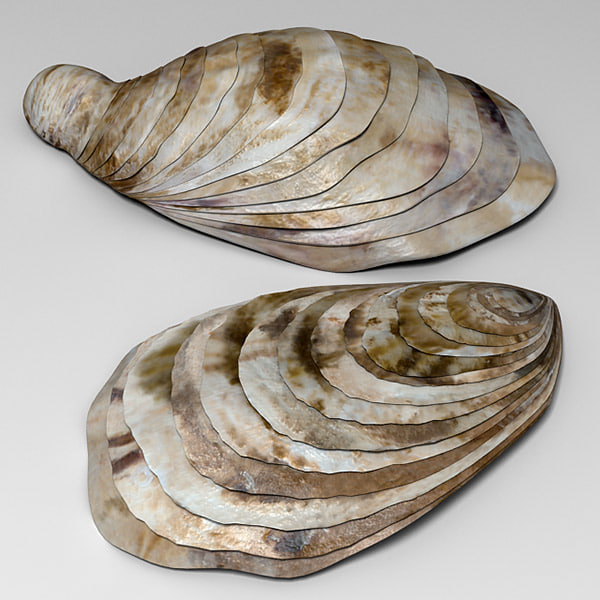 oyster seashell max