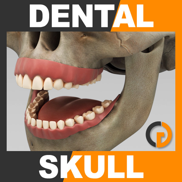 dental teeth gums skull 3d model