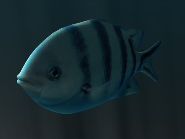 stripey fish 3d model