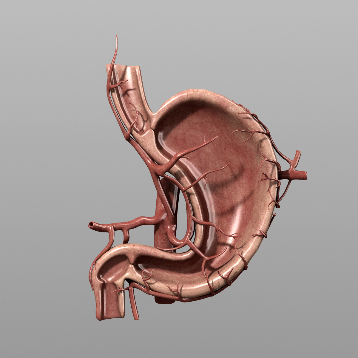 3d stomach model