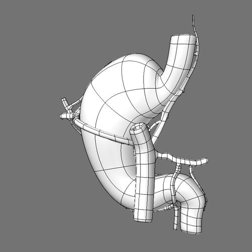 3d stomach model