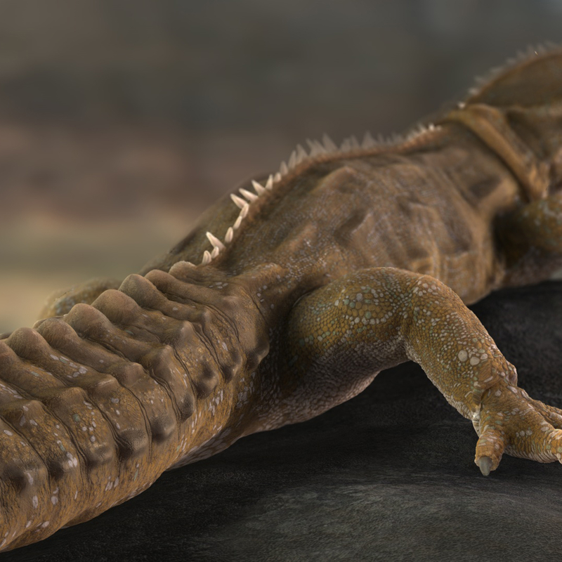 3d tuatara sphenodon model