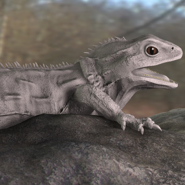 3d tuatara sphenodon model