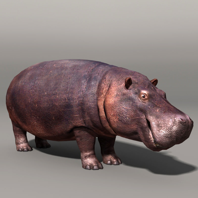 max hippopotamus hippo