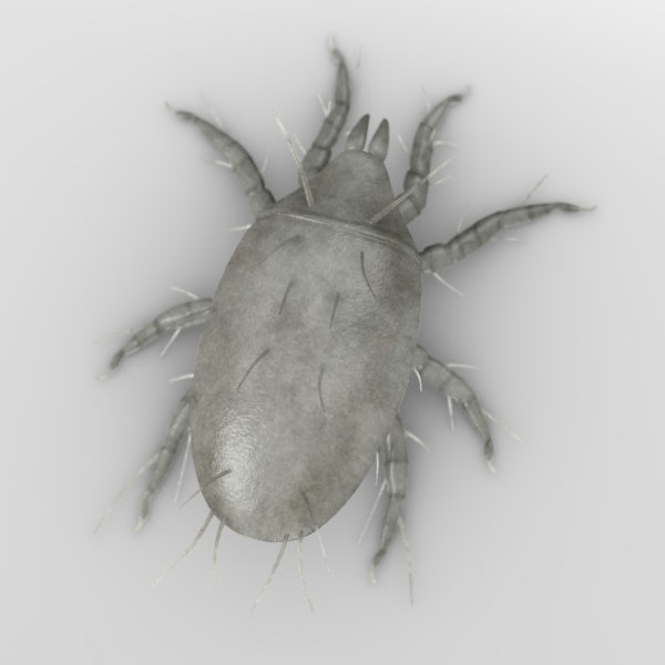 3d model mites