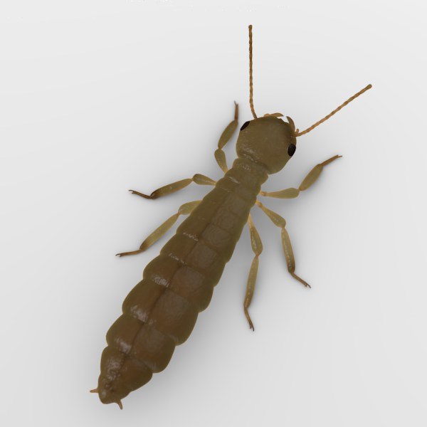 3d model of termite