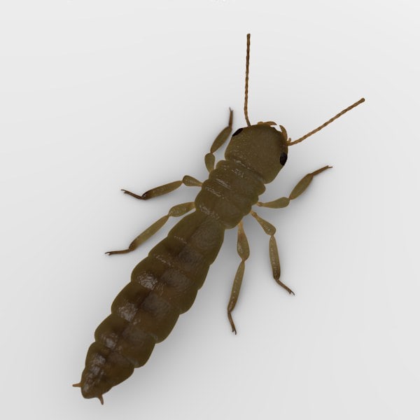3d model of termite