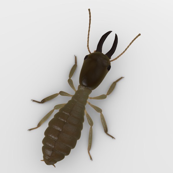 3d model of termite