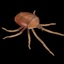 3d bryobia praetiosa clover mite