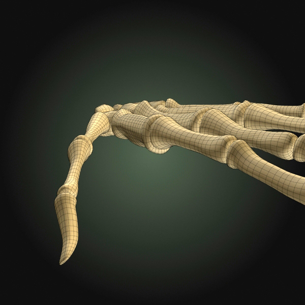 3ds max hand bones