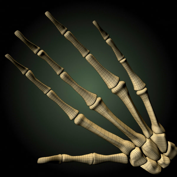 3ds max hand bones