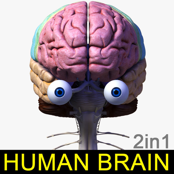 3d horse brain model