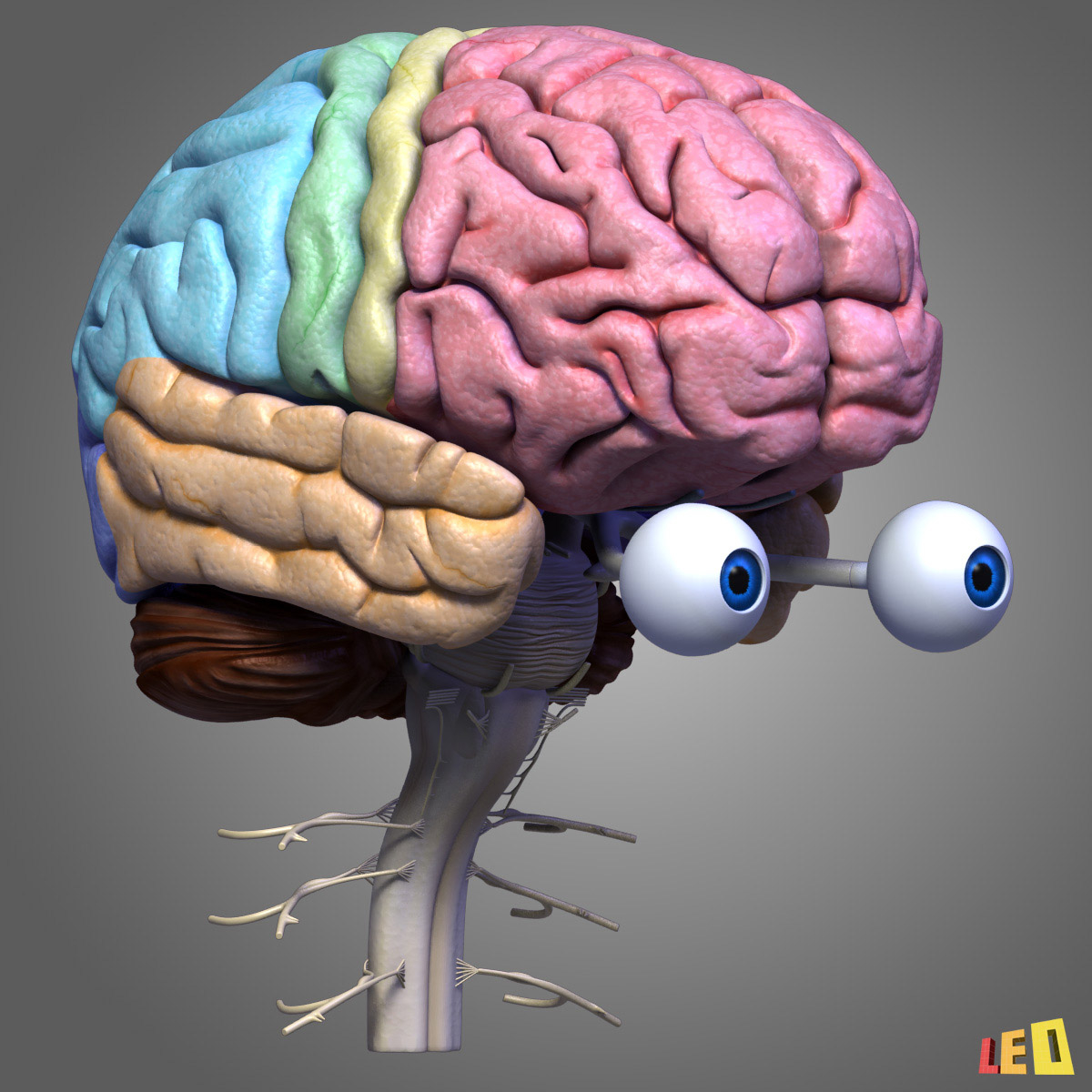 3d max human brain