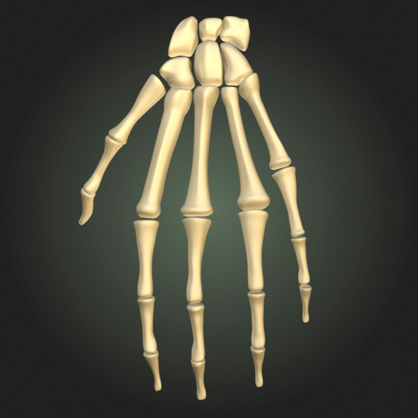 3ds max hand bones