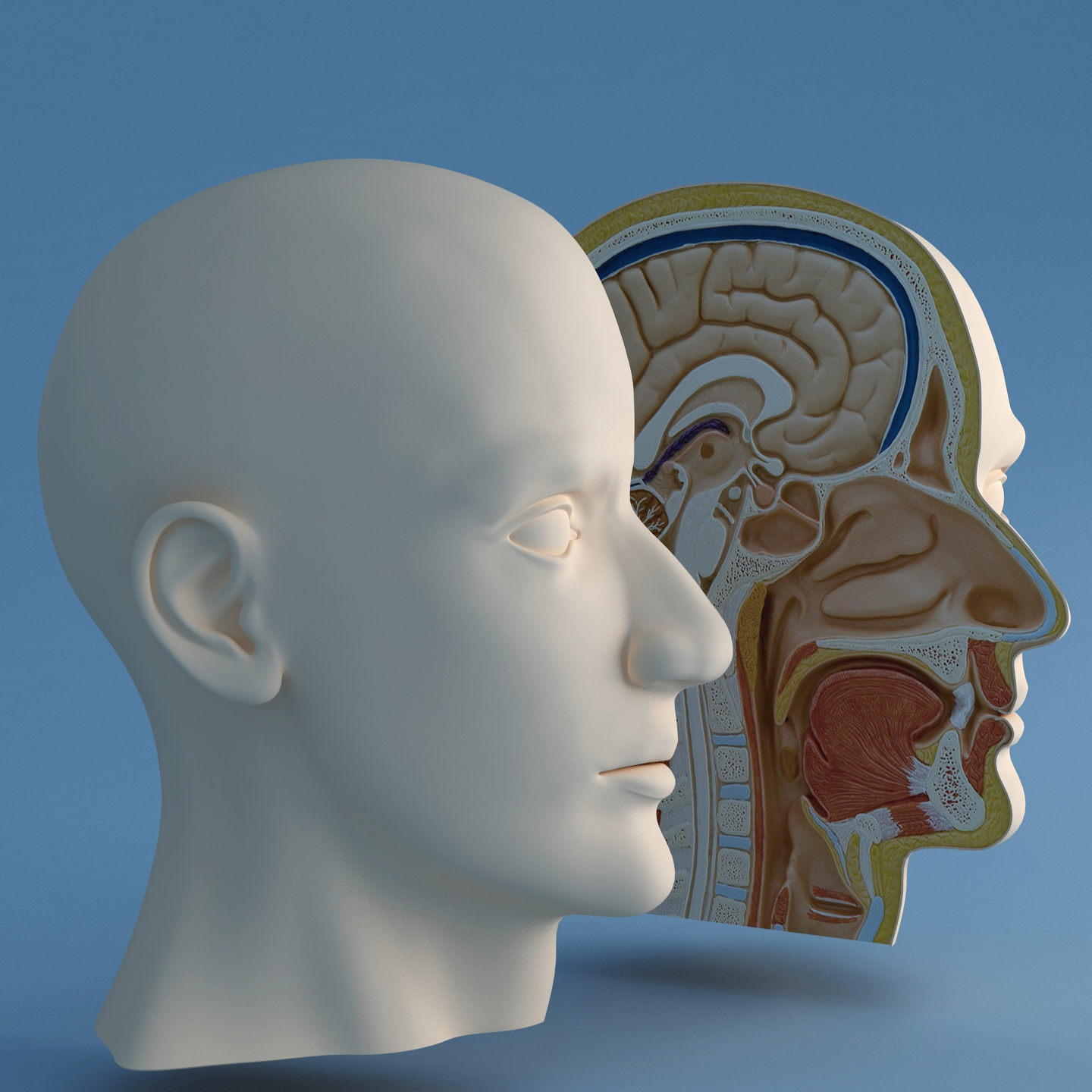 3dsmax correct head cutaway