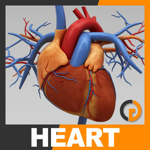 Blender Heart Models | TurboSquid