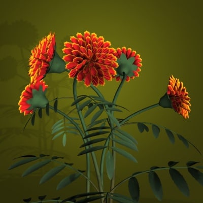 3d model marigolds flower pot pl