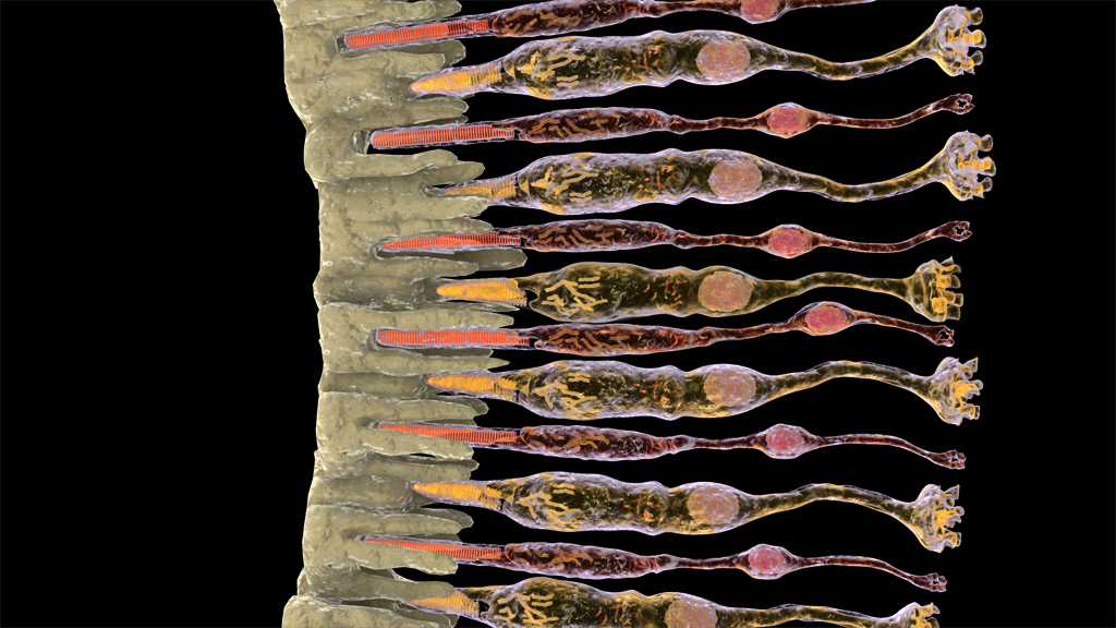 rods cones eye anatomy 3d max