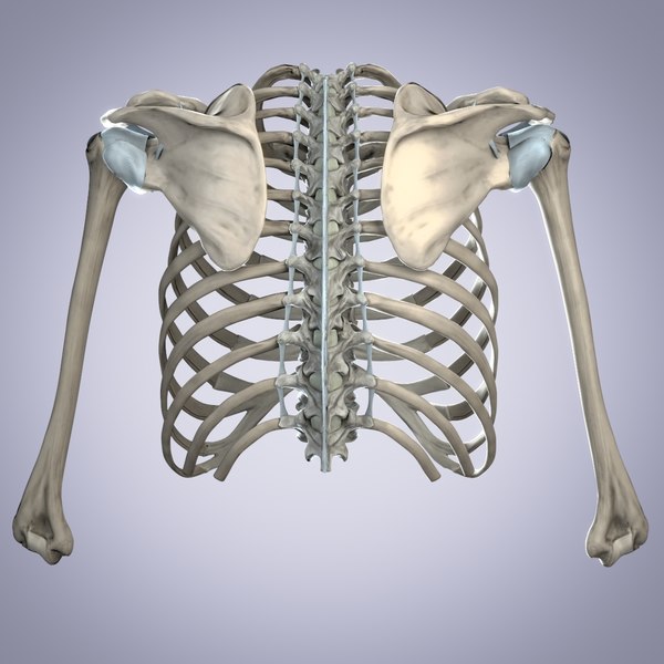 shoulder bones anatomy thoracic 3d fbx