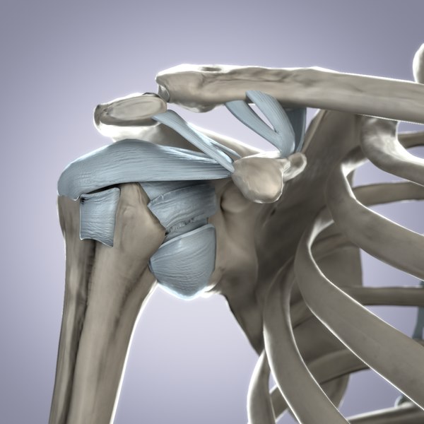 shoulder bones anatomy thoracic 3d fbx
