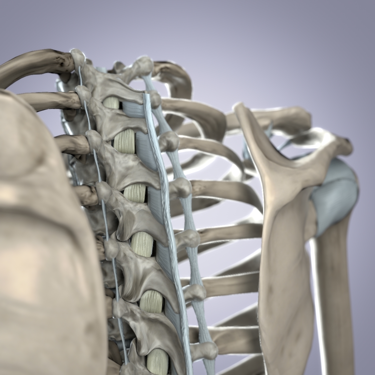 shoulder bones anatomy thoracic 3d fbx